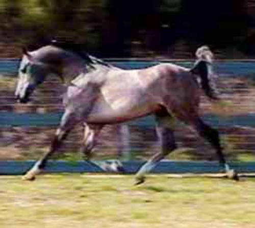 Russian Arabian Sport Horse Stallion *Amsterdam